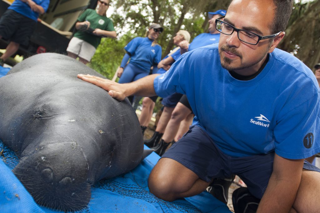 SeaWorld Orlando Returns Rescued Manatee Back To Its Original Home ...