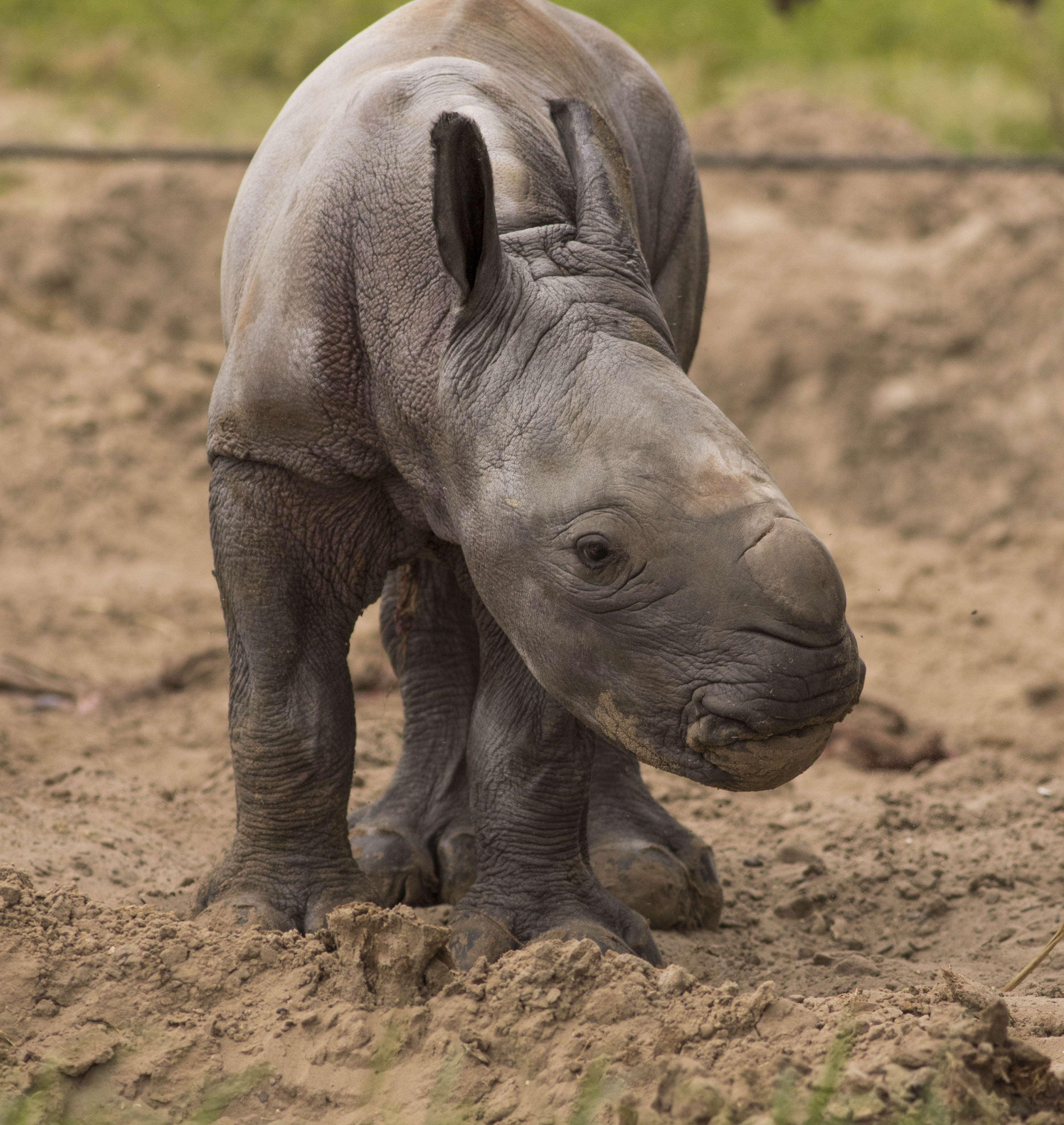 Near Threatened Southern White Rhino Born At Busch Gardens - Florida Parks