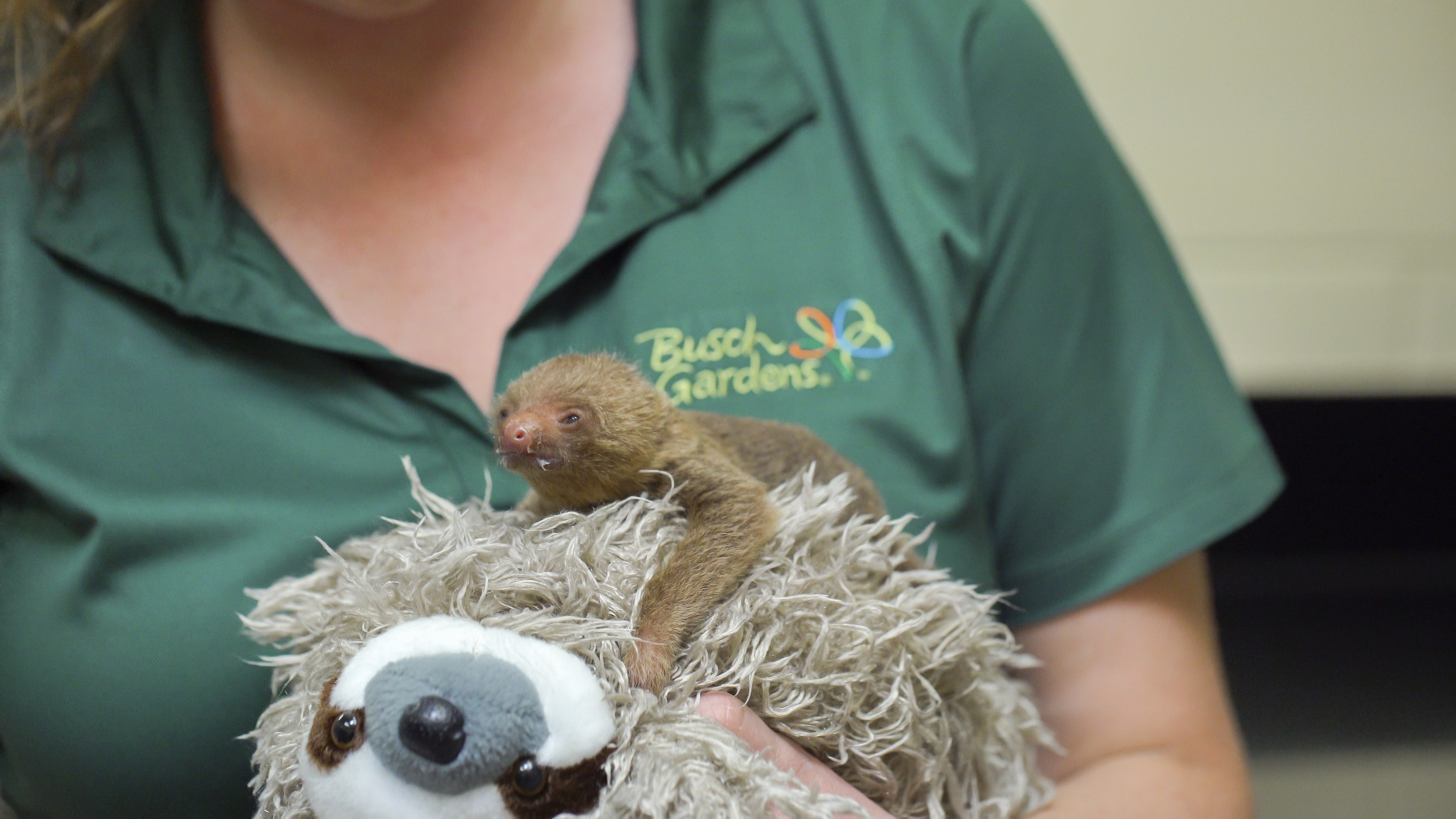 Busch Gardens Tampa Bay Slowly Welcomes Two Baby Sloths Into The World ...