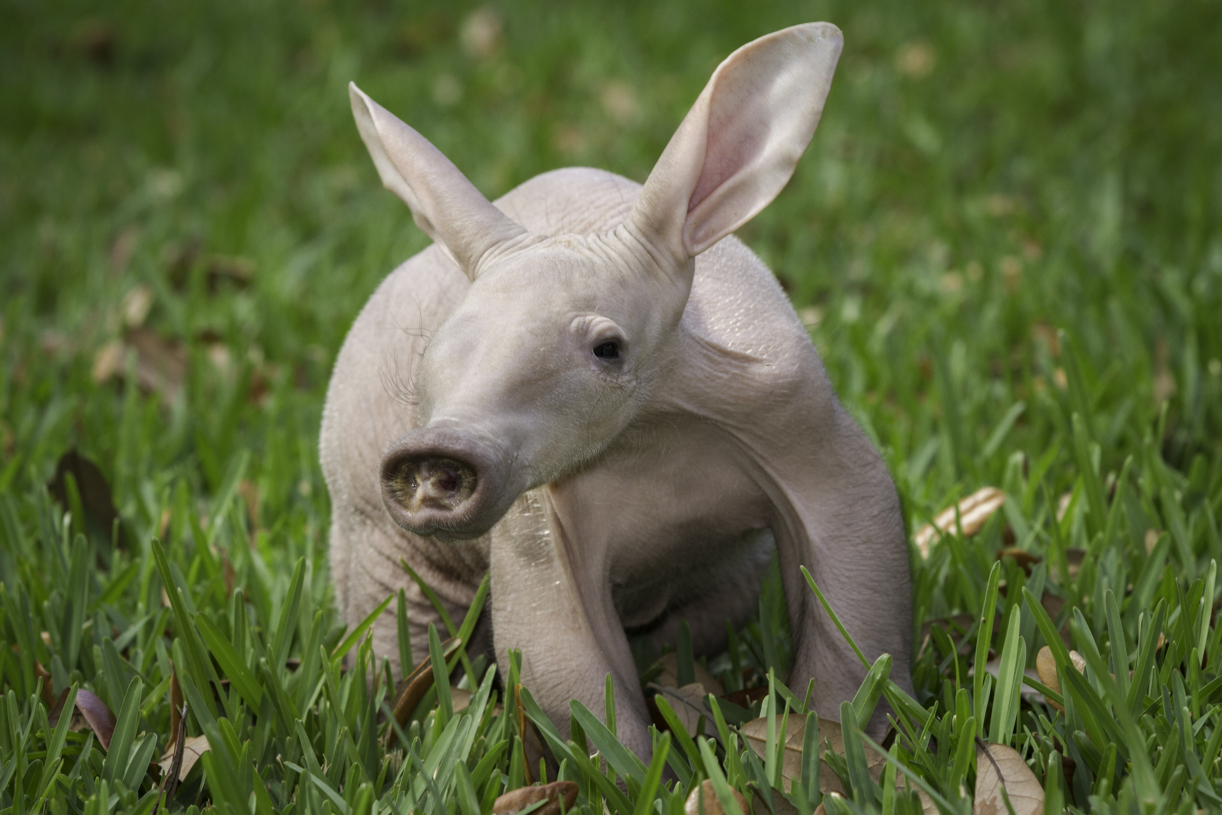 Baby Aardvark Born At Busch Gardens - Florida Parks