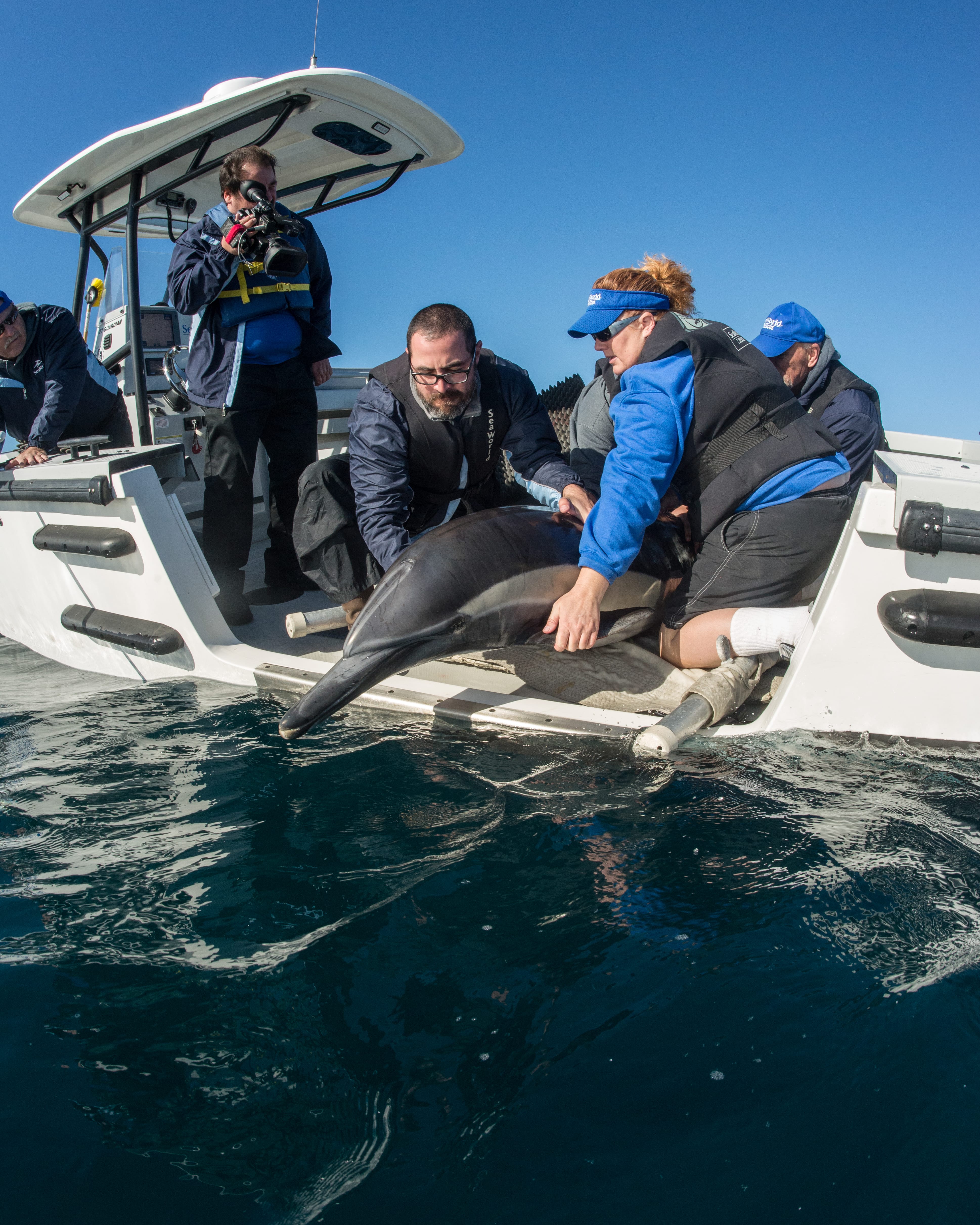 SeaWorld Returns Rescued Dolphin To The Ocean After Rehabilitation By ...