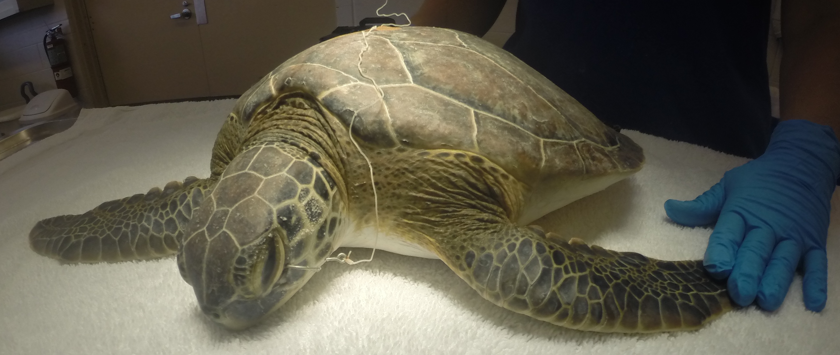 SeaWorld Orlando Animal Rescue Team Returns First Turtles of 2015 ...