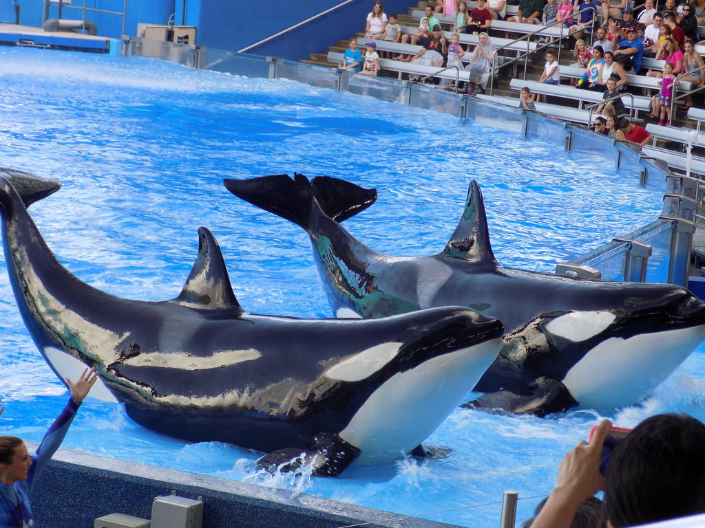 SeaWorld Parks & Entertainment | Our Parks | SeaWorld