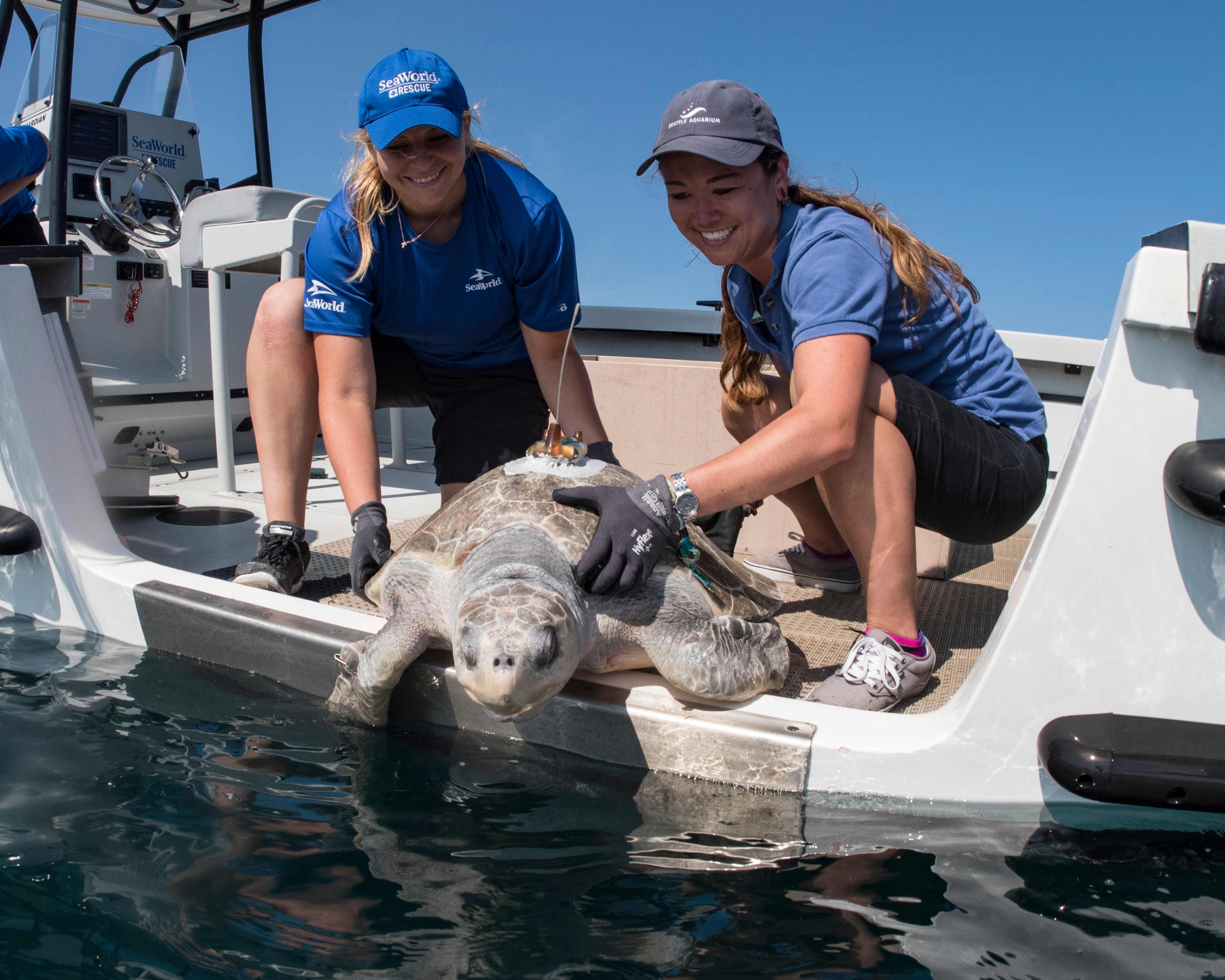 Rescued Sea Turtle Returned To Ocean After Rehabilitation At SeaWorld ...